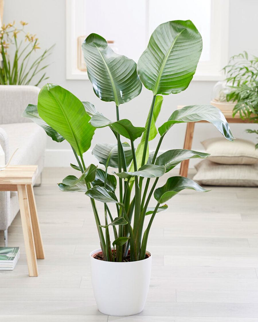 Bird of paradise | Botanicum – plants | Interflora Lithuania. Flower ...